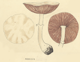 Species Image Page