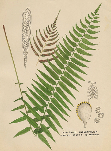 Species Image Page