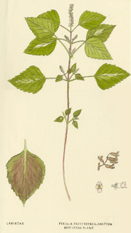 Species Image Page