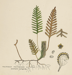Species Image Page