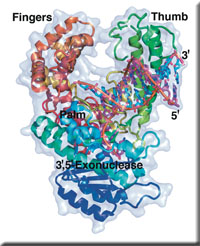klenow_fragment_complex